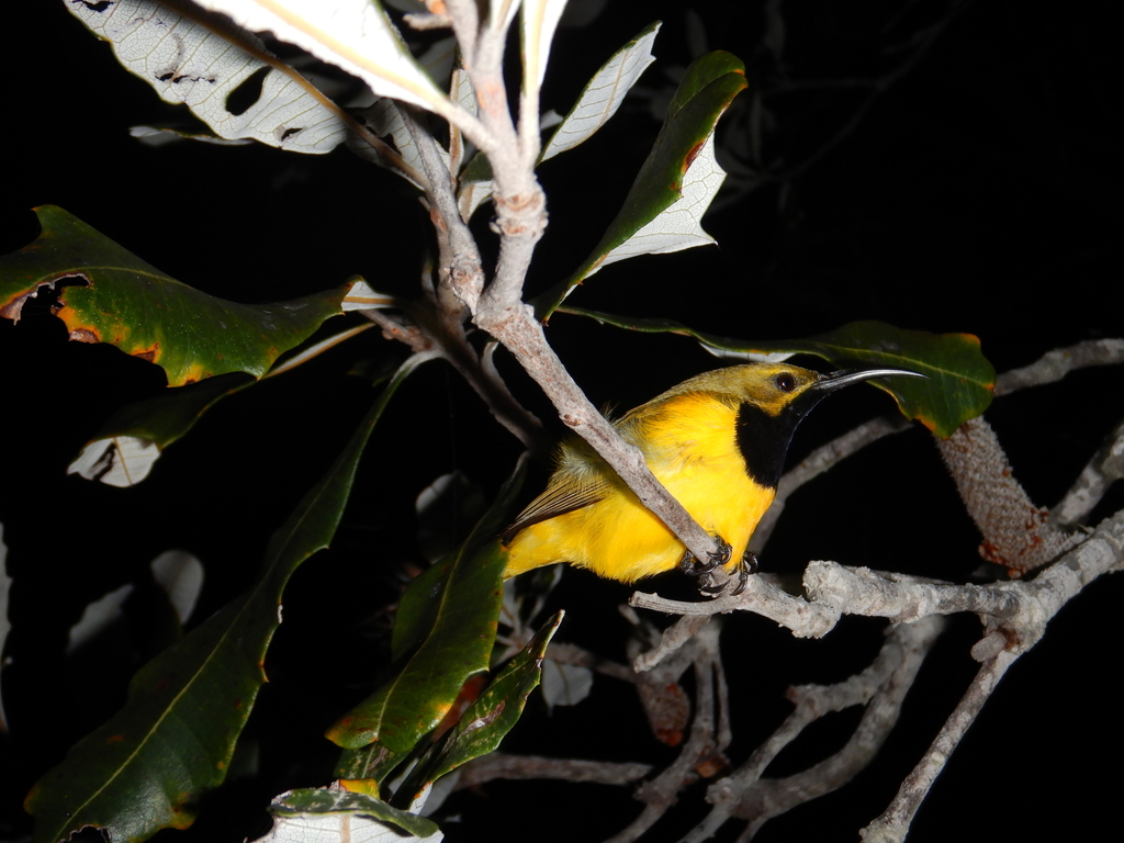 Sahul Sunbird from Injinoo, Queensland, Australia on August 19, 2021 at ...