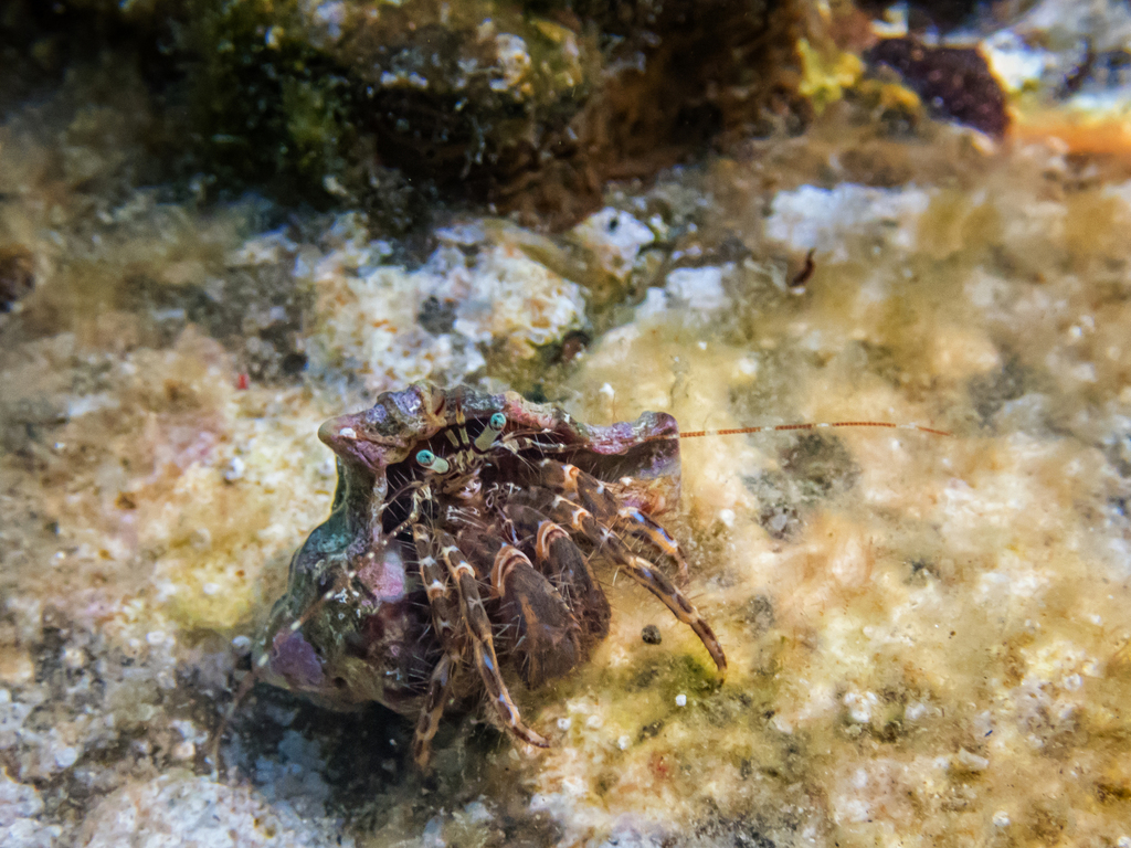 Pagurus anachoretus from Thessaly, Thessaly and Central Greece, GR on ...