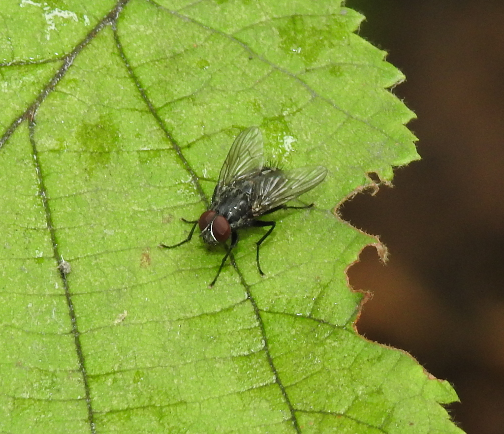 Muscina from Zheleznogorskiy rayon, Kursk, Russia on August 26, 2021 at ...