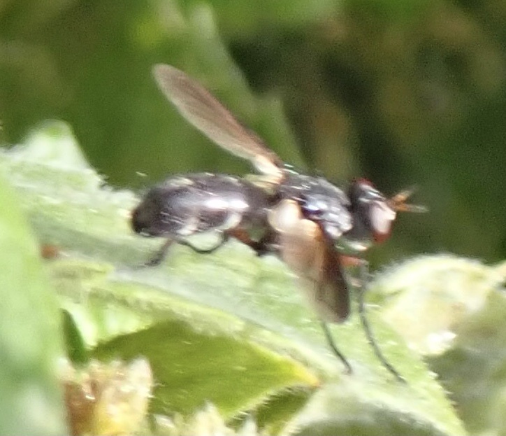 Cylindromyia rufipes in August 2021 by Albert Cardona · iNaturalist