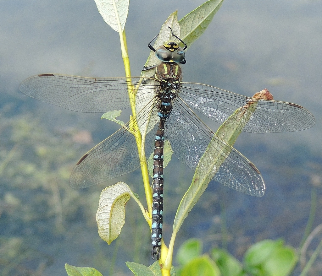 Sedge Darner from Черноисточинск, Свердловская обл., Россия, 622940 on ...