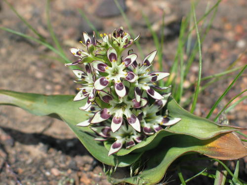 Wurmbea variabilis (Pauline Bohnen) · iNaturalist