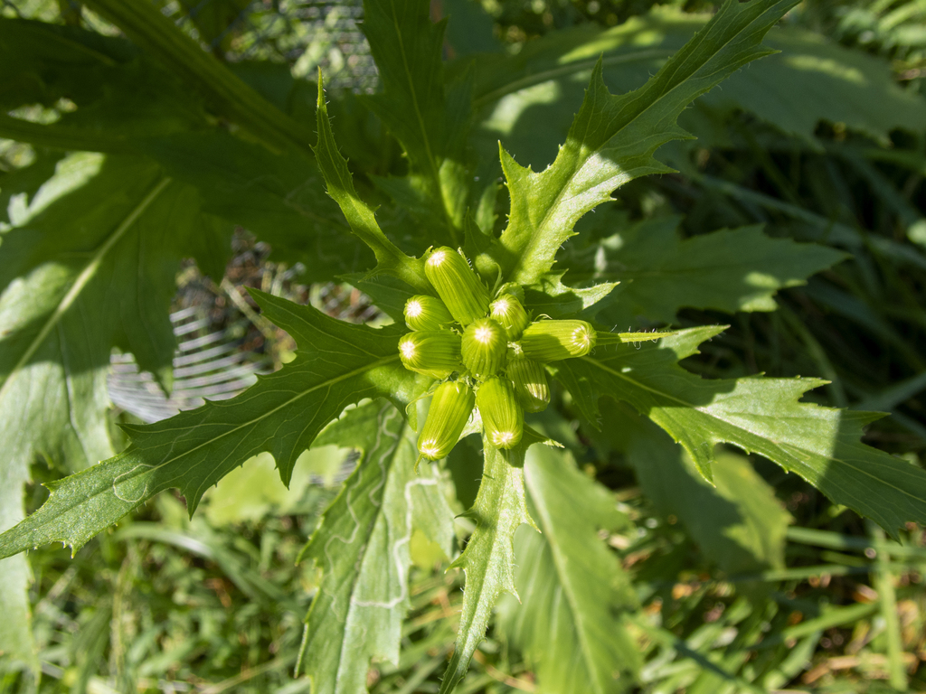 American burnweed from Baltimore Woods Nature Center, Onondaga County ...