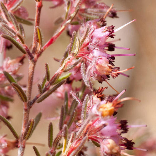 Variety Erica filiformis filiformis · iNaturalist