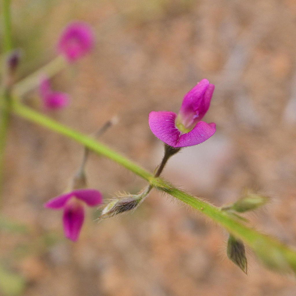 Hoarypeas from R526, Phalaborwa on February 19, 2014 by Chris Wahlberg ...