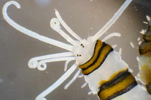 Genus Proceraea · iNaturalist