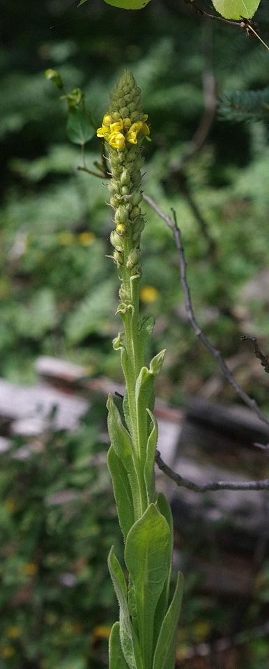 great mullein from Renfrew County, ON, Canada on July 28, 2021 at 02:03 ...