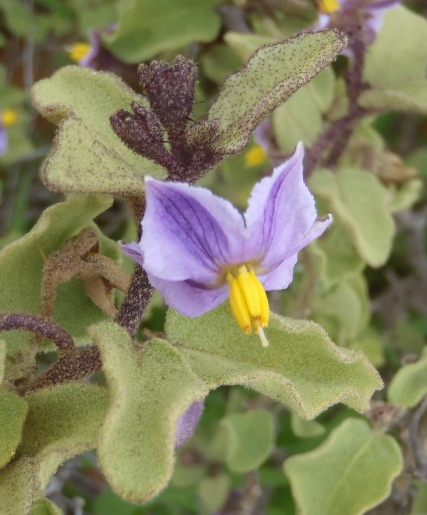 Large Snake-apple (Solanum tomentosum tomentosum) - Botanical Realm