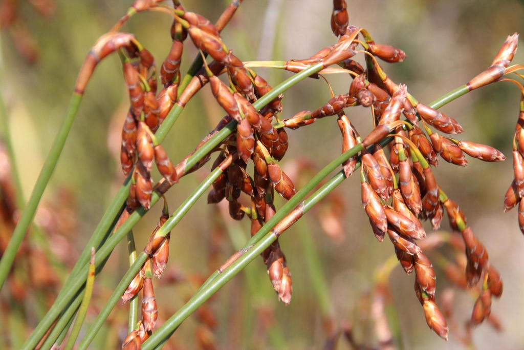 Restio egregius (Restios of the Hottentots Holland ) · iNaturalist
