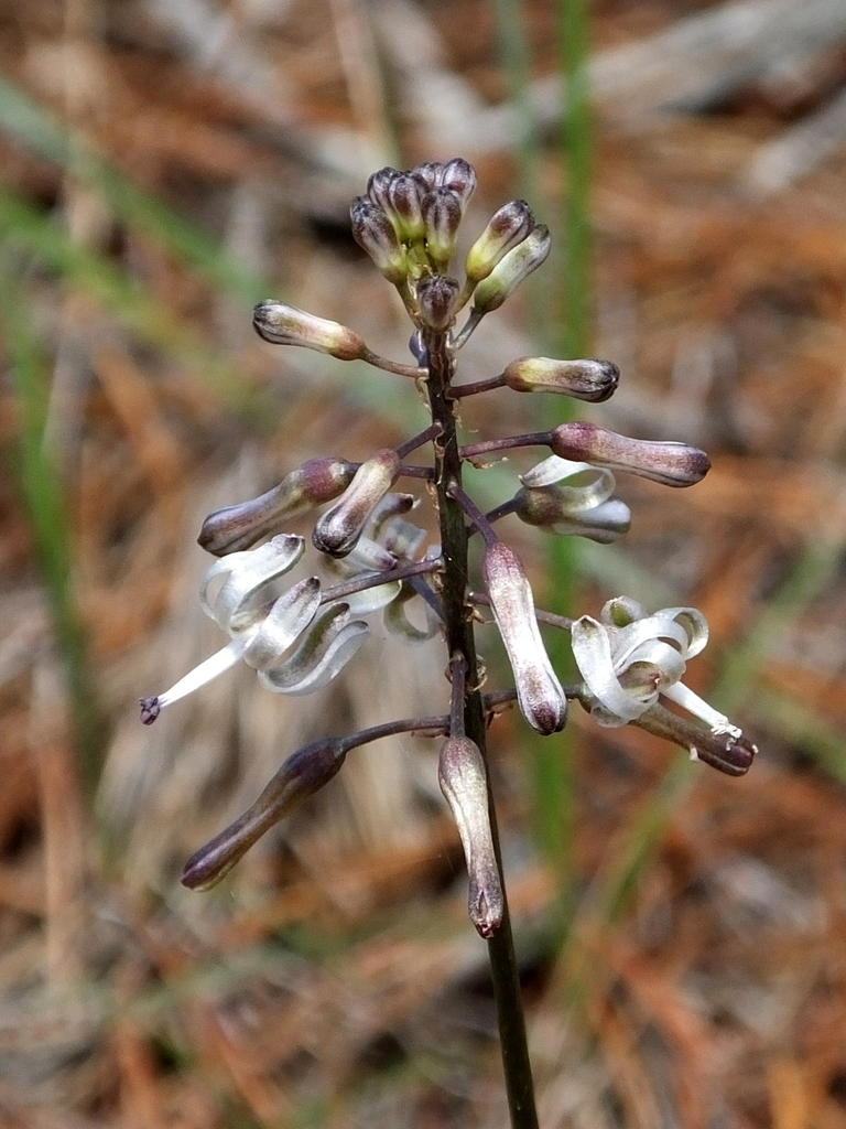 Satin Squill (Liliopsida (Monocots) of the Mfolozi River catchment ...