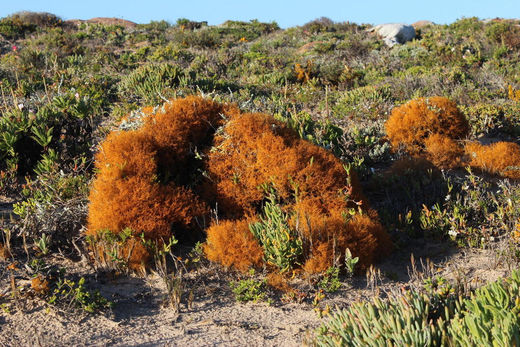 Cape Hair Lichen (Fungi of southern Africa) · iNaturalist