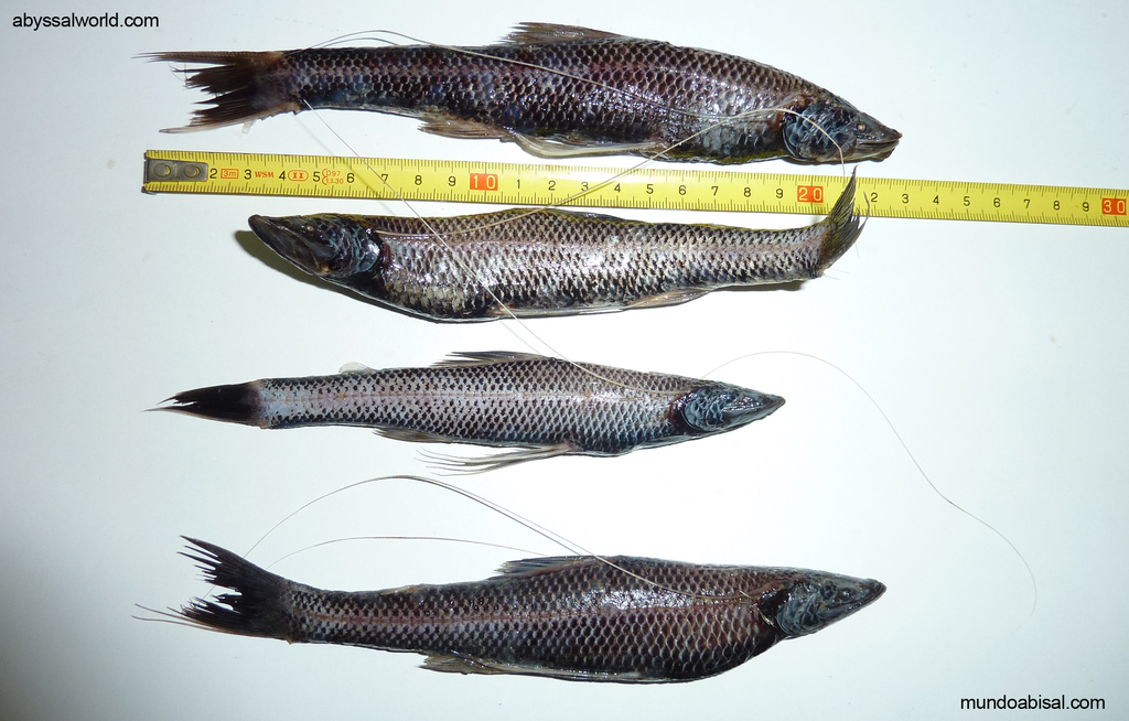 Tripodfish (Bathypterois grallator) - Marine Life Identification