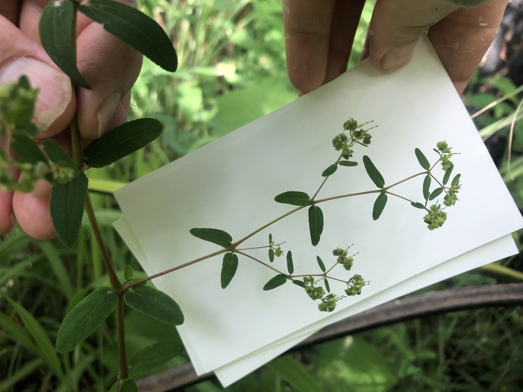 hyssop spurge from Palmetto, FL, US on August 27, 2021 at 09:32 AM by ...
