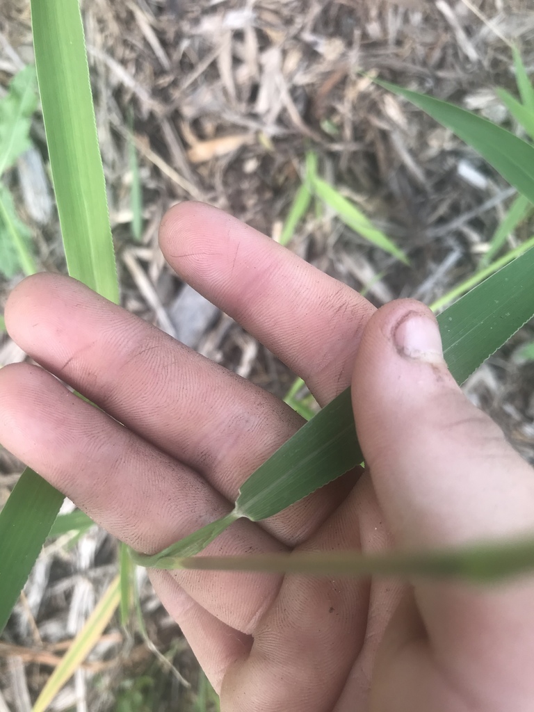 Hairy Cupgrass from Red Rock Lake, Eden Prairie, MN, US on July 27 ...
