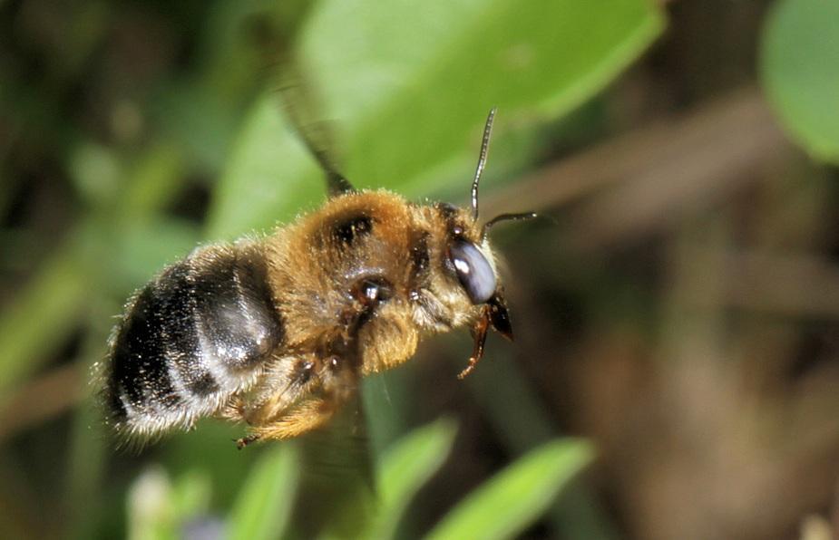 Xylocopa lugubris from Blyde River bushveld and wetlands near ...