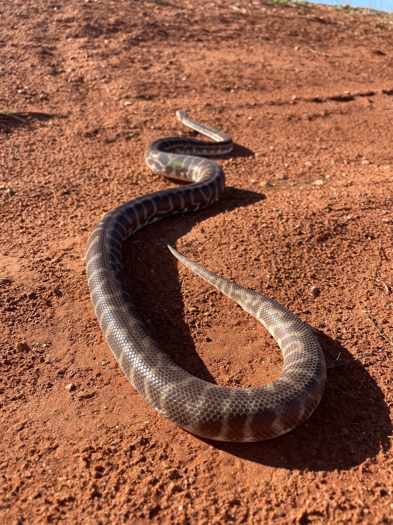 Children's Python from Learmonth Airport, Learmonth, WA, AU on August ...
