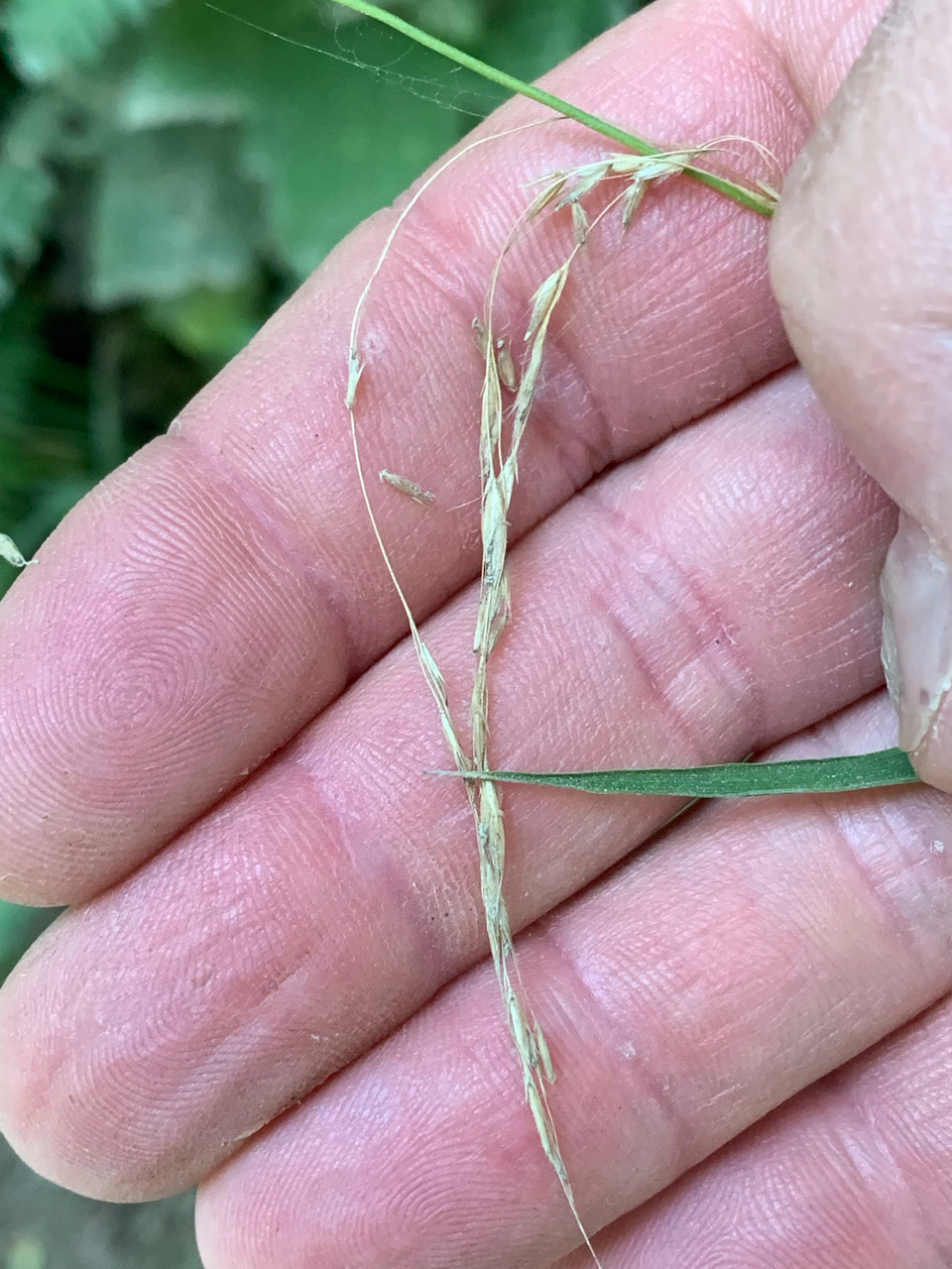 Festuca subulata Trin.