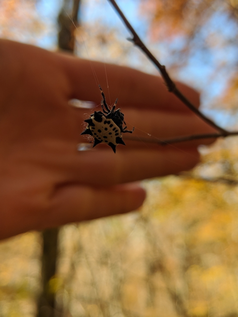 Spinybacked Orbweaver from Location: 34.394801, -94.075644 on November ...