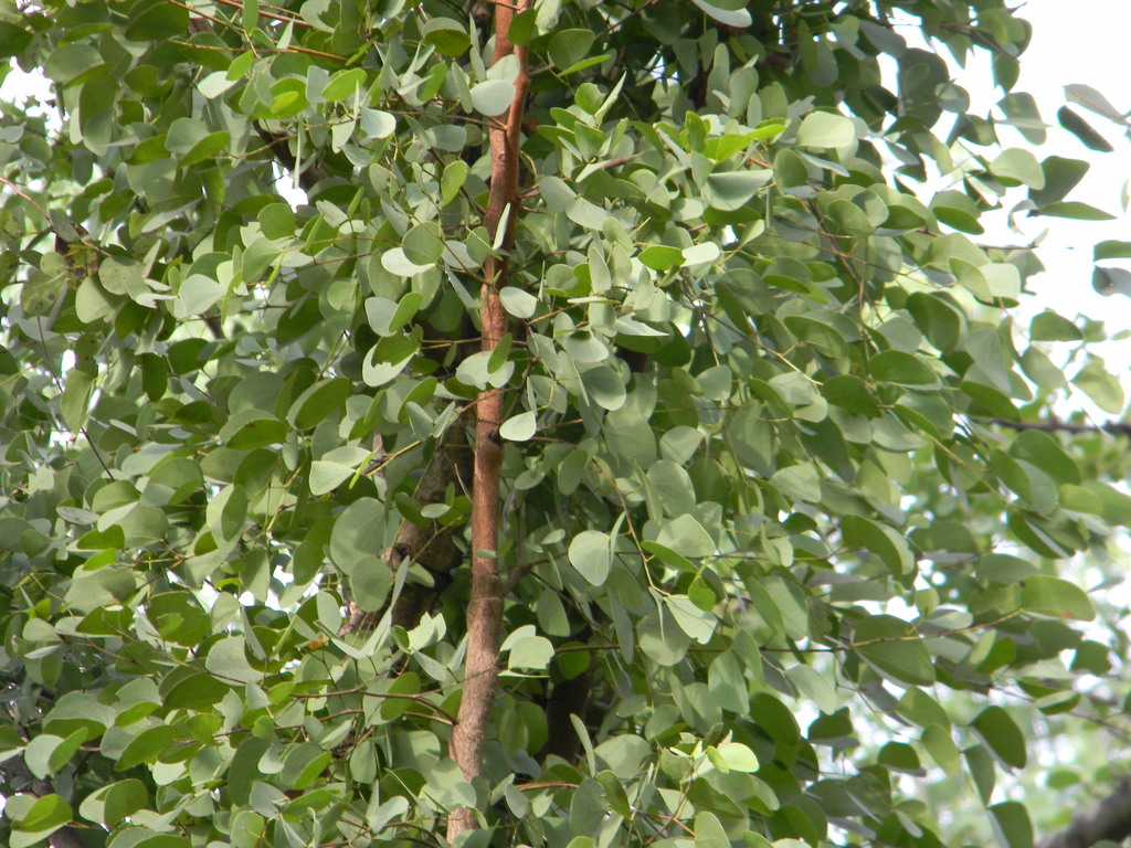 Hardwickia binata from Sabbanakuppe Scrub Forest, Karnataka 571807 ...