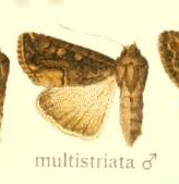 Dipterygina multistriata · iNaturalist