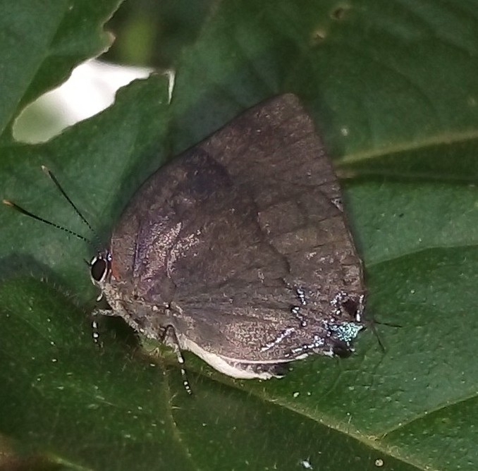 Bitias Hairstreak from 29935 Chis., México on August 18, 2021 at 02:59 ...