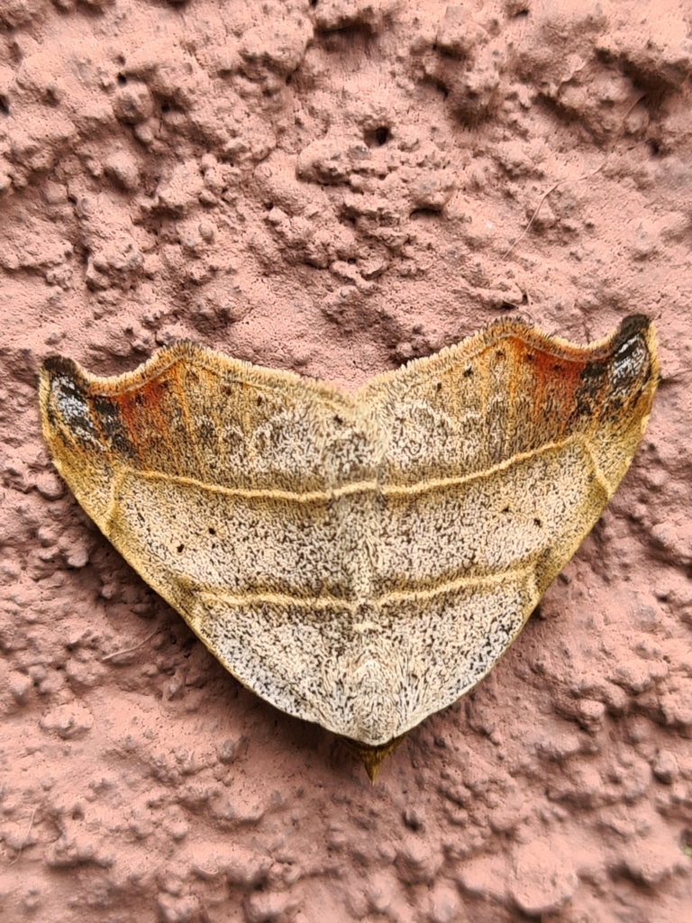 Beautiful Hook-tip from Ringaudai 53335, Lietuva on August 27, 2021 at ...