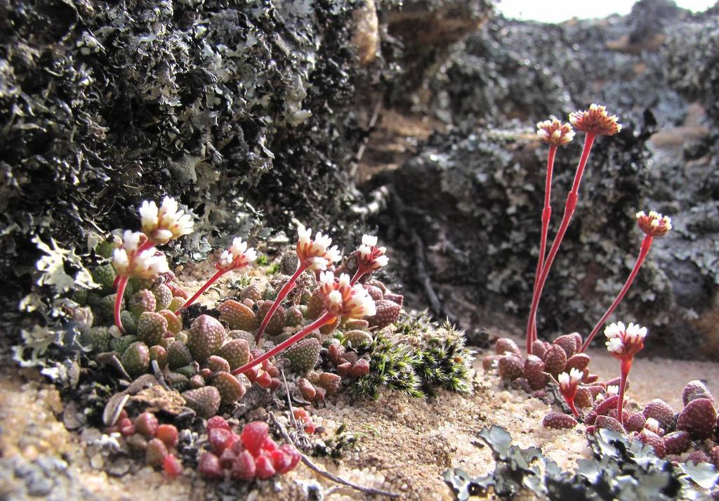 Crassula fragarioides in September 2013 by Nick Helme. Crassula ...
