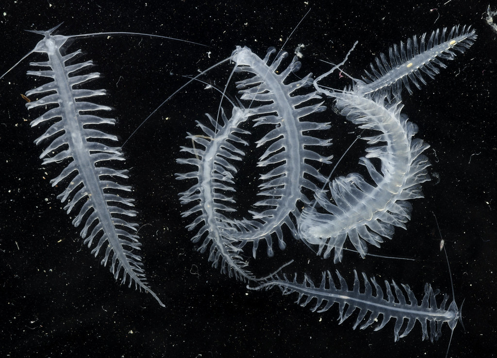 Tomopteris from Calvert Island, Mouth of Kwakshua channel on June 27 ...