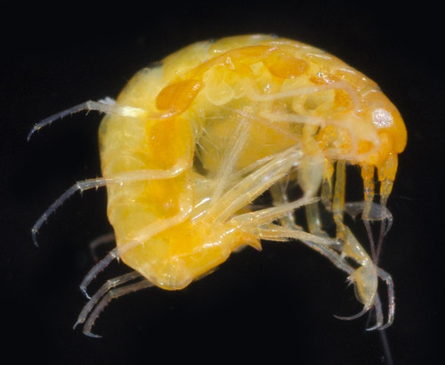 Subfamily Pleusirinae · iNaturalist