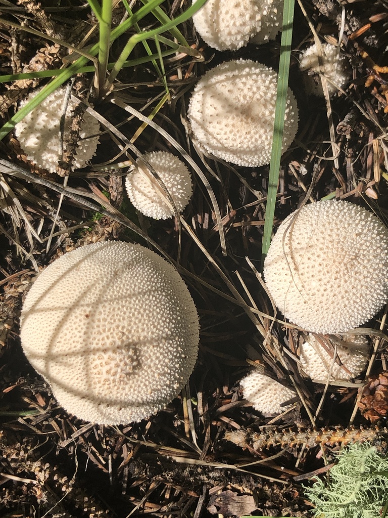 Pestle Puffball from Apache-Sitgreaves National Forests, Greer, AZ, US ...