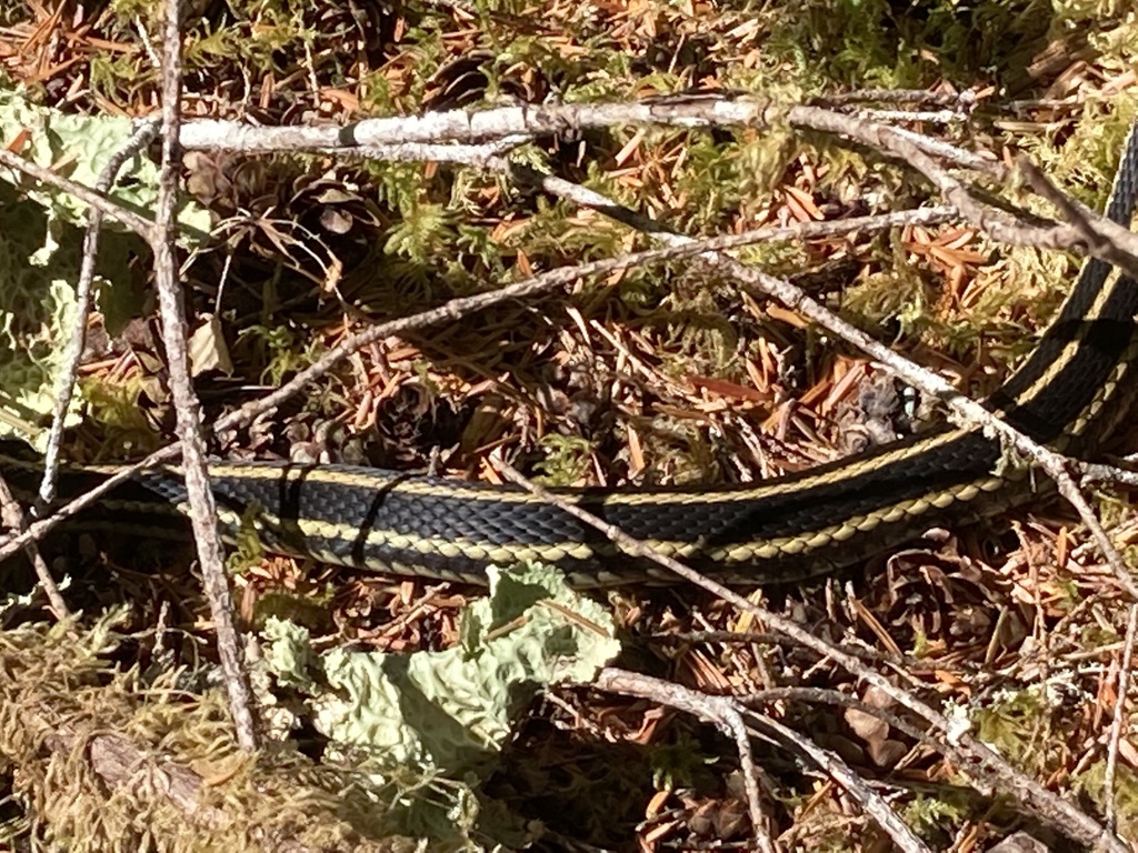 Common Garter Snake from Olympic National Forest, Quinault, WA, US on ...
