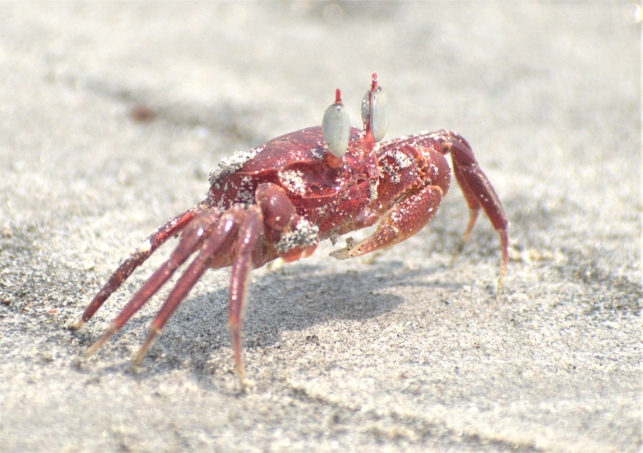 Ocypode macrocera H.Milne Edwards, 1837