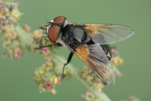 Elomya lateralis · iNaturalist Ecuador
