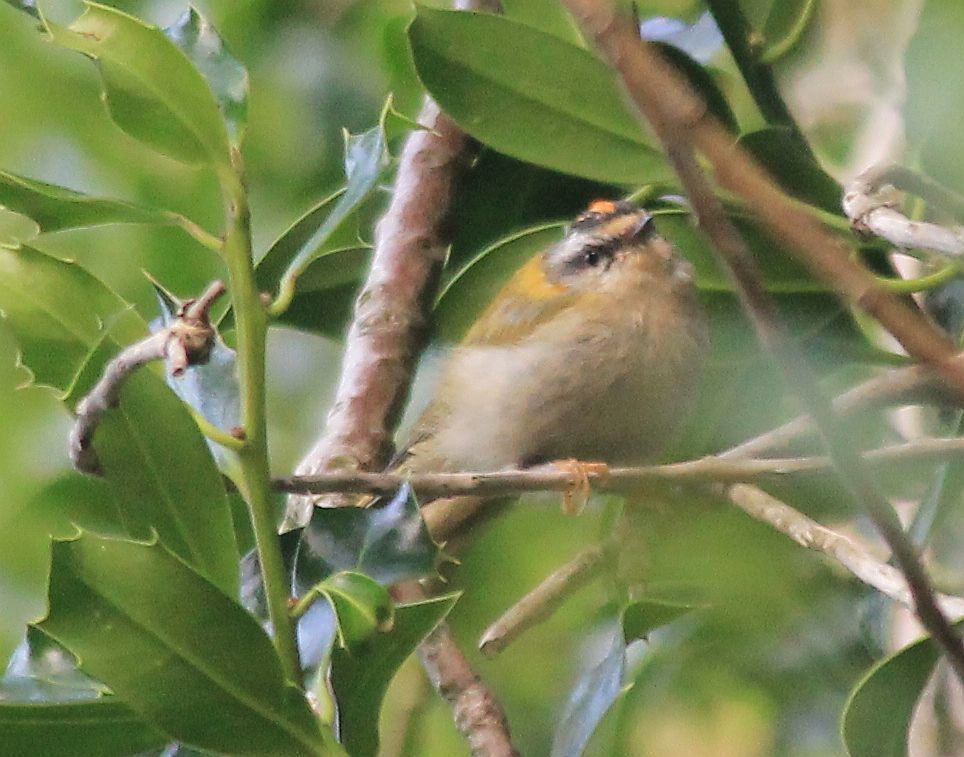 Common Firecrest from East Stoke, Wareham BH20, UK on August 27, 2021 ...