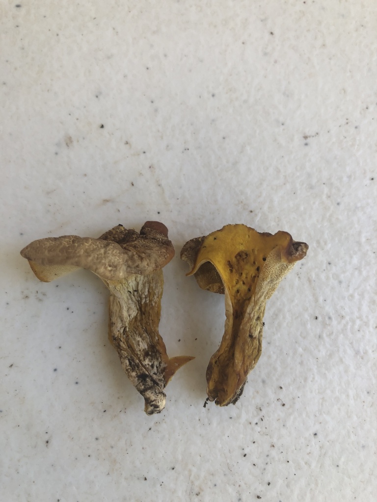 Sheep Polypore from Apache-Sitgreaves National Forests, Greer, AZ, US ...