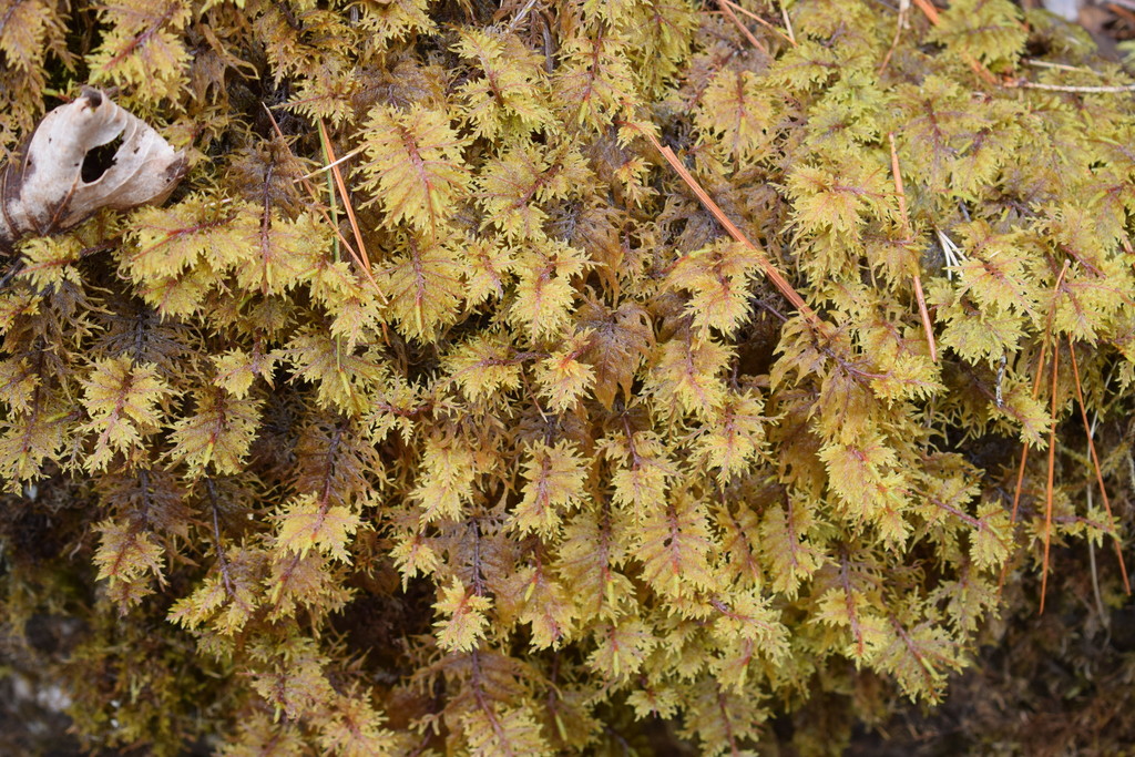 stairstep moss from Halifax Regional Municipality, NS, Canada on April ...