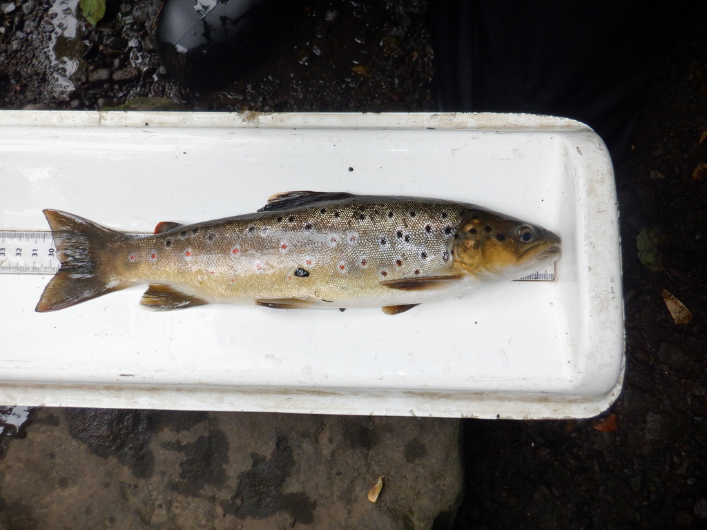 Brown Trout from Tin Mill Lane, Sheffield, England, GB on August 25 ...