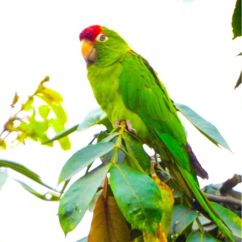 Cordilleran Parakeet from VXP6+27C, Trujillo 13011, Perú on August 27 ...