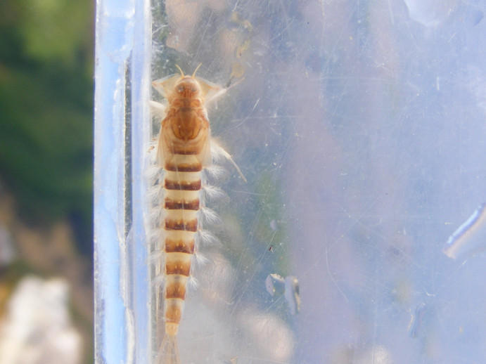 Stickleback Baetids from H1-5, Kruger National Park: Vyeboom site in ...