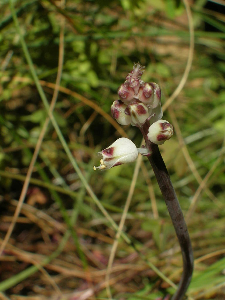 Lachenalia margaretae from North of Pakhuisberge on October 7, 2006 by ...