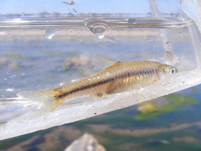 Longbeard Barb (Fishes, Frogs and Reptiles of the Mfolozi River ...