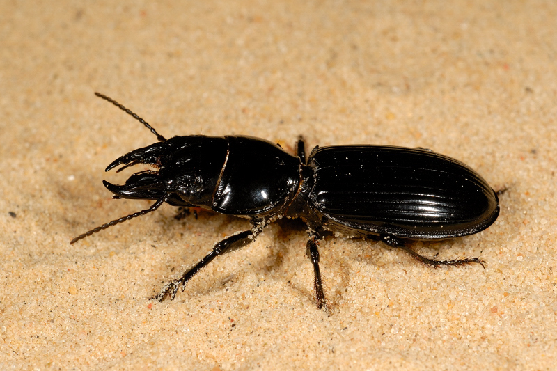 Scarites from Zaranik protected area / Sinai on May 04, 2009 by Roberto ...
