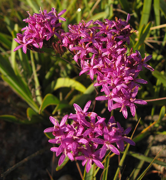 Broad Smooth Plampers from Beneke Rd, Friemersheim on December 22, 2013 ...