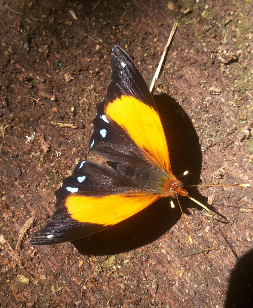 Epiphile lampethusa from Loreto, Ecuador on 08 November, 2017 at 11:06 ...