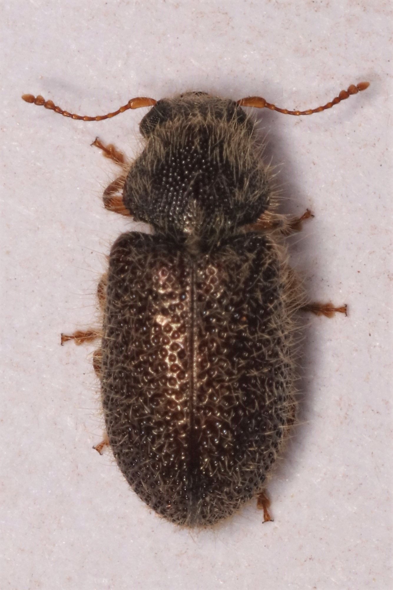 Cleridae Checkered Beetles