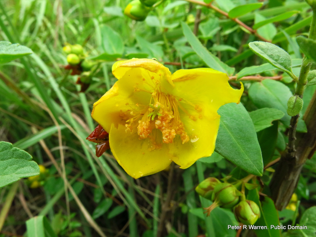 Forrest's Tutsan (Hypericum forrestii) - Botanical Realm