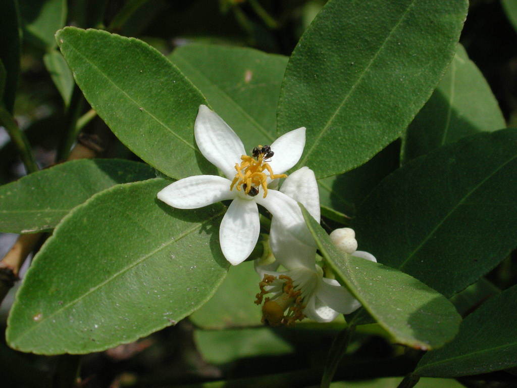 Trigonisca pipioli from Estación de Biología Chamela, La Huerta ...