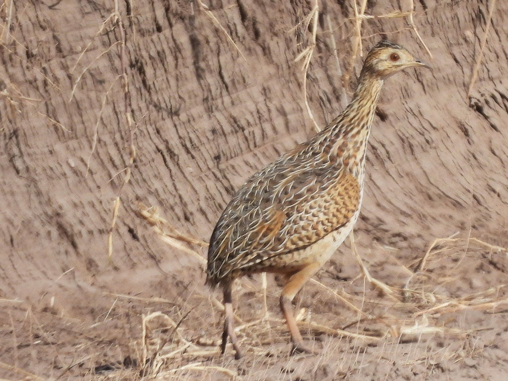 Tinamous (Tinamiformes) - Avian Discovery