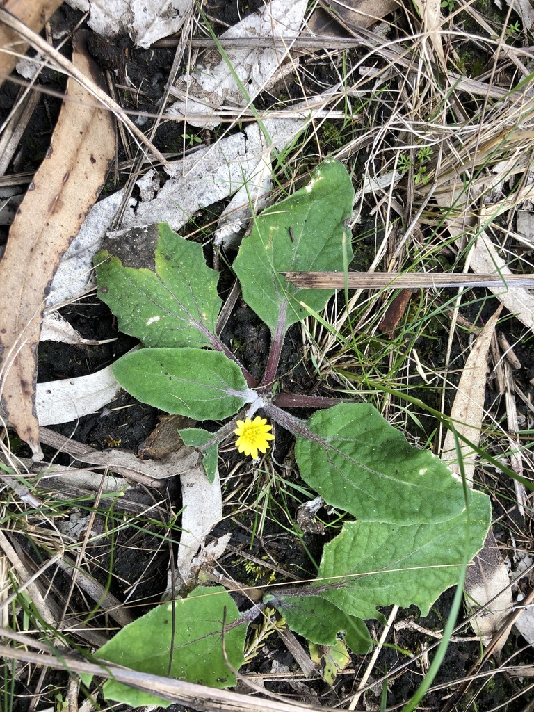 Austral bear’s-ears from Conmurra, SA, AU on August 26, 2021 at 03:15 ...