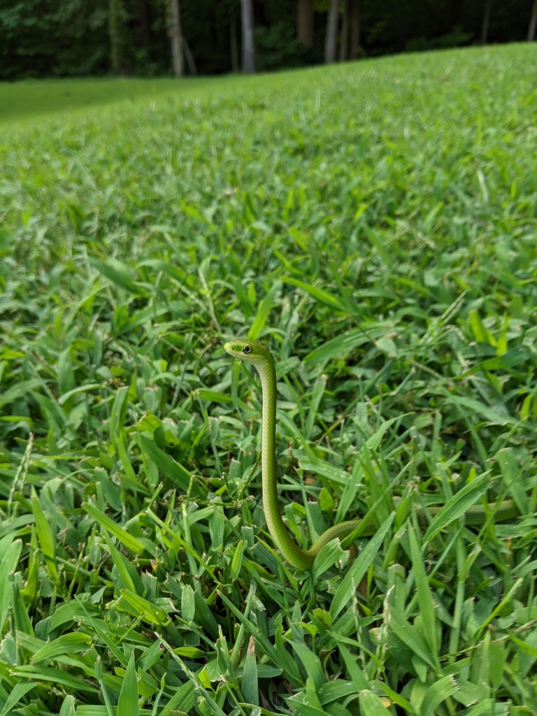 Rough Greensnake from CHARLOTT HALL, MD 20622, USA on August 27, 2021 ...